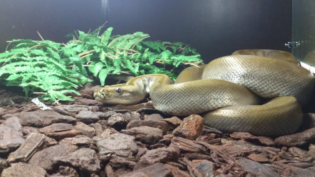 Slangenforum - Toon onderwerp - Tijgerpython(Python molurus bivitattus) patternless green!