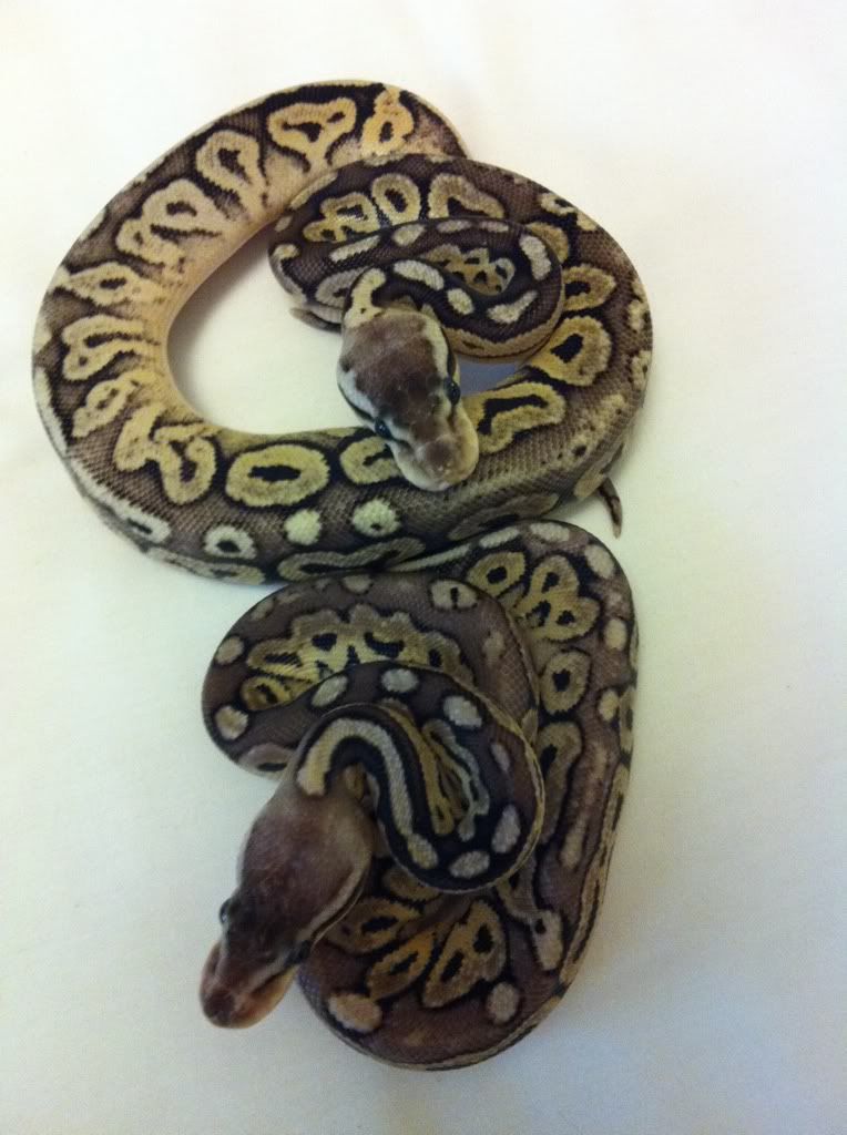 Europe - Royal Pythons | Reptile Forums