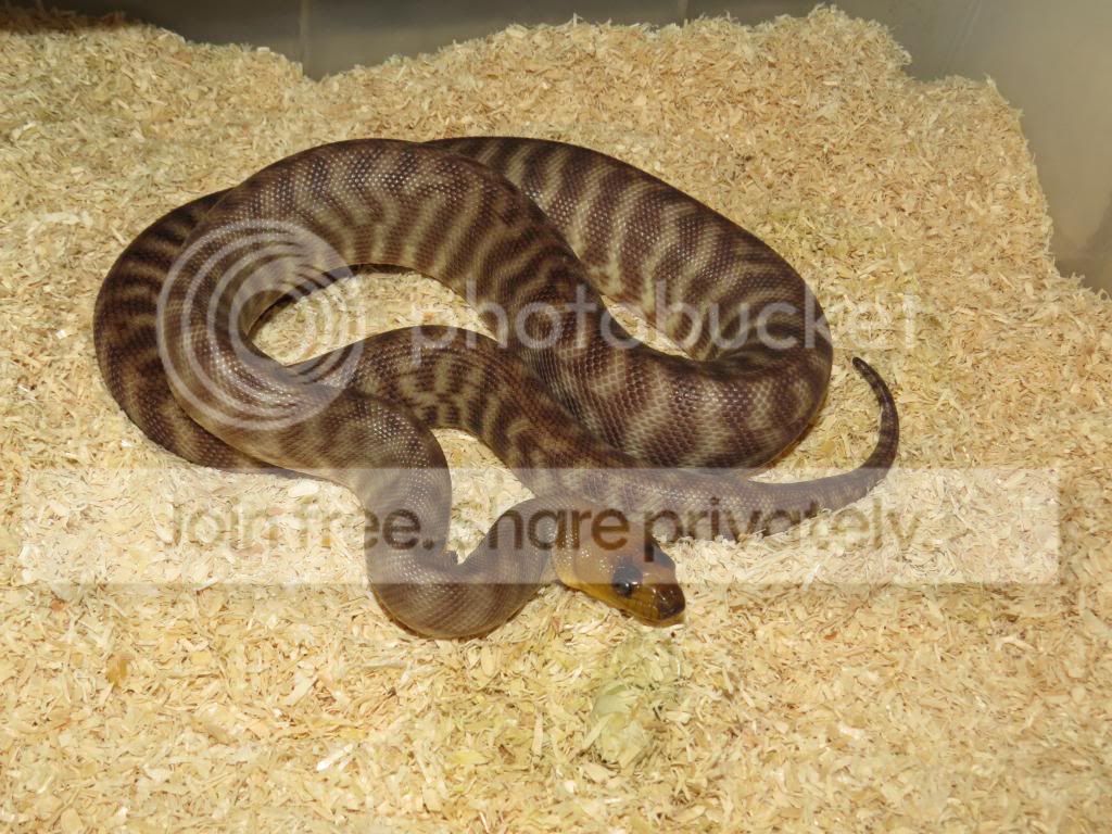 Woma Python | Reptile Forums