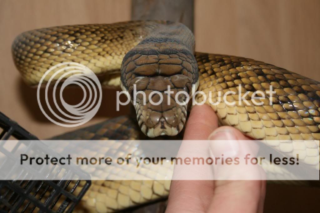 Python photo collection | Reptile Forums