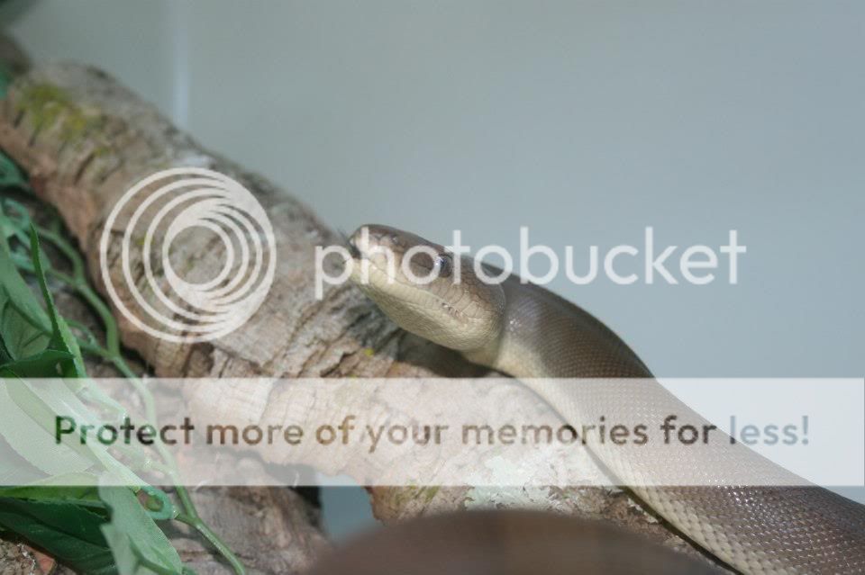 Python photo collection | Reptile Forums