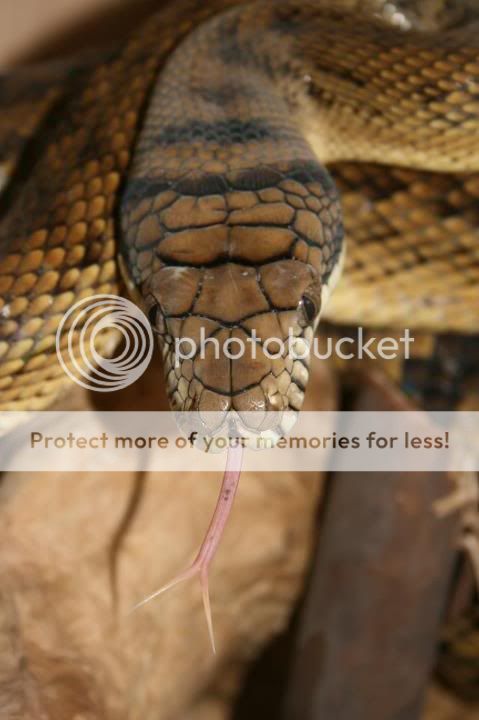 Python photo collection | Reptile Forums