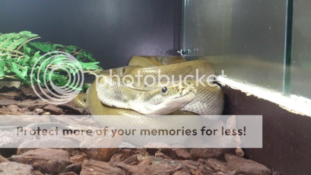 Slangenforum - Toon onderwerp - Tijgerpython(Python molurus bivitattus ...