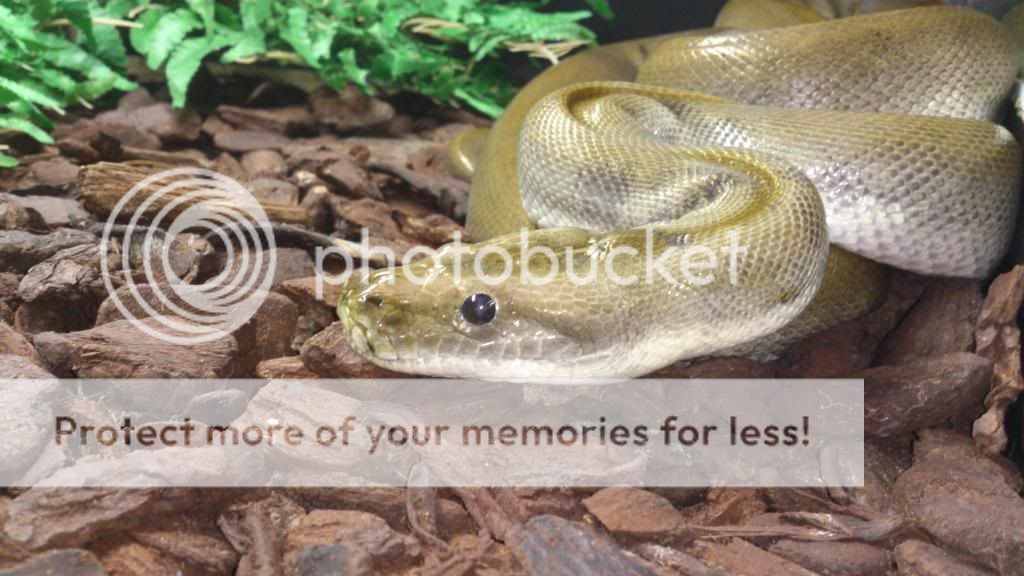 Slangenforum - Toon onderwerp - Tijgerpython(Python molurus bivitattus ...