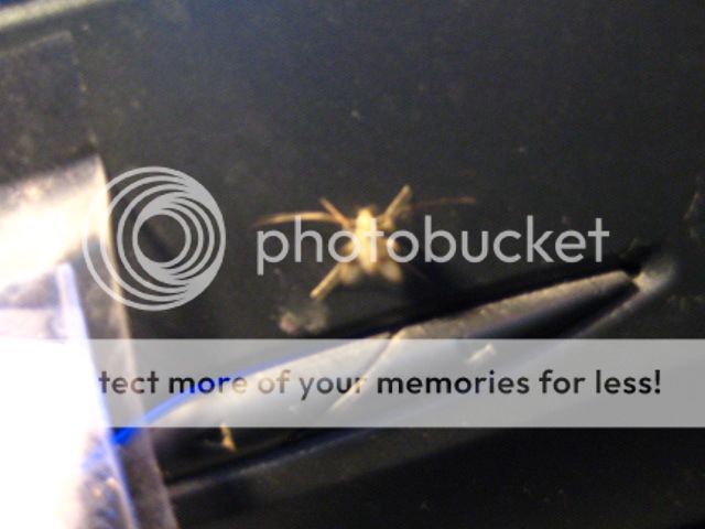 Oregon - Weird Insect With Really Long Legs/Antenna In My House - What ...