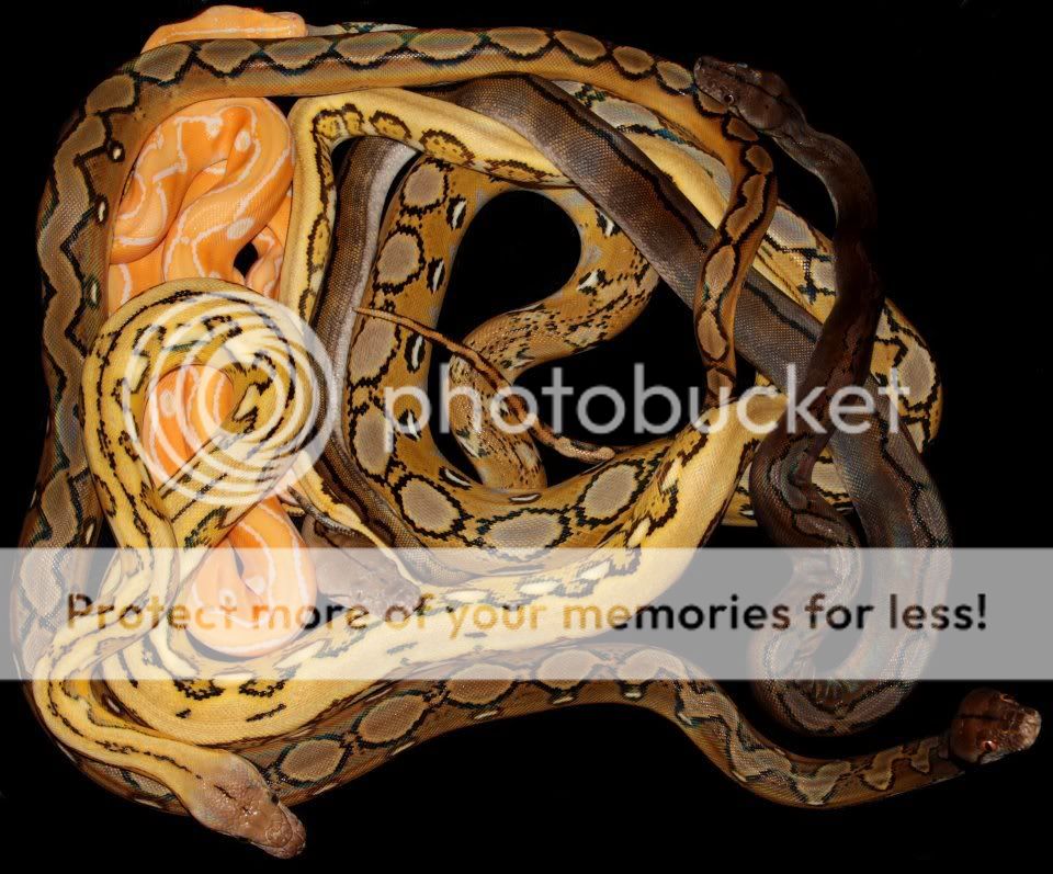 NW England - Reticulated pythons for sale. | Reptile Forums