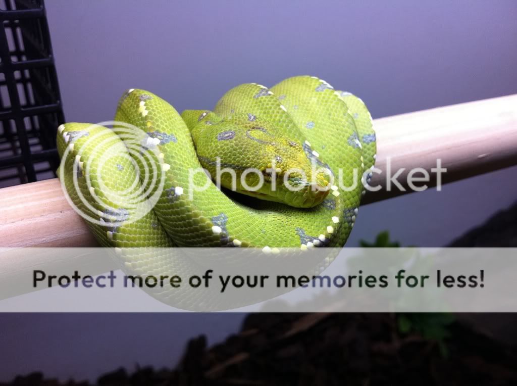 Super stripe merauke green tree pythons | Reptile Forums