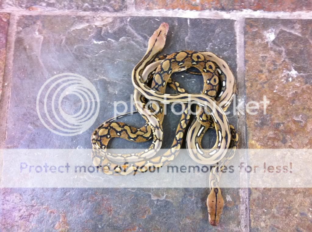 NW England - Mainland Retic special offers. | Reptile Forums