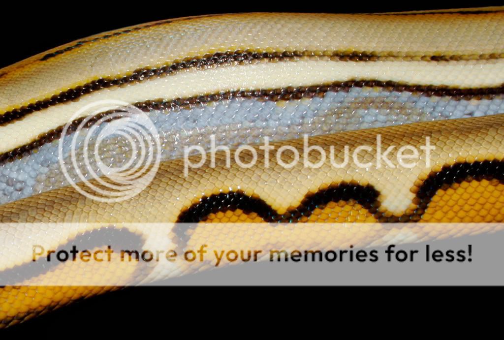 NW England - Reticulated pythons for sale. | Reptile Forums