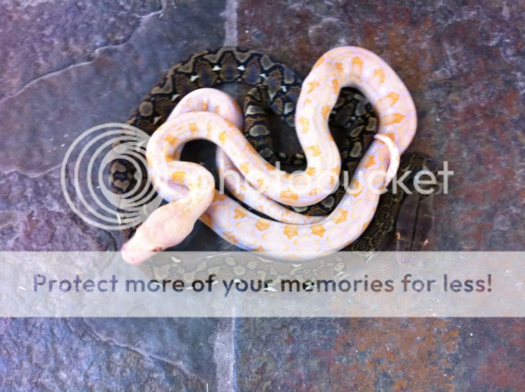 NW England - Mainland Retic special offers. | Reptile Forums