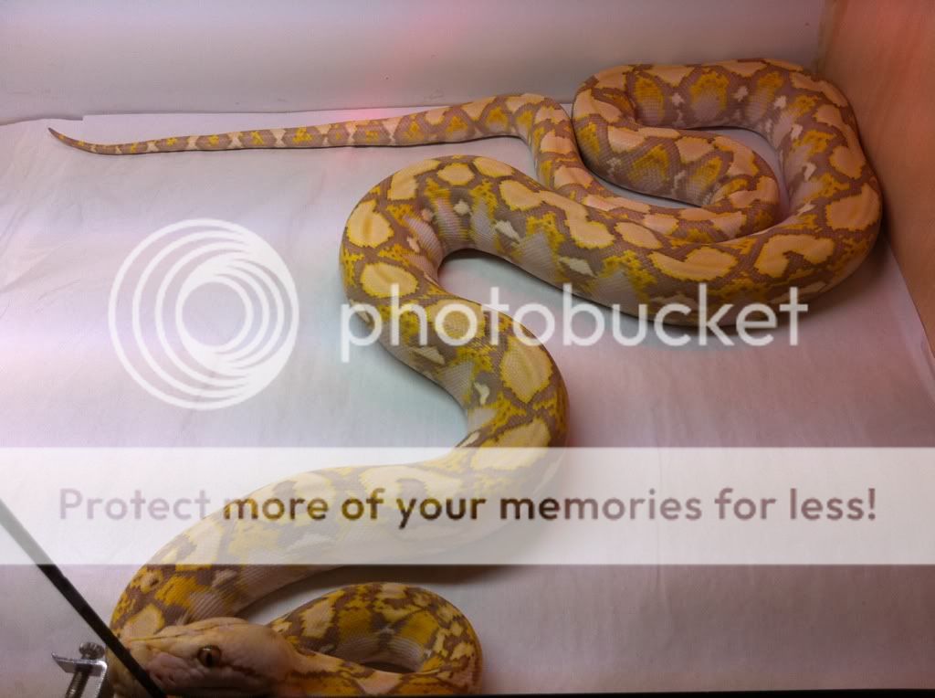 NW England - Mainland Retic special offers. | Reptile Forums