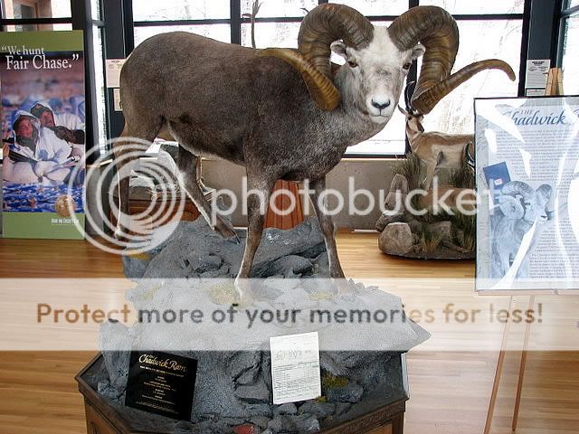 Pending world record P & Y stone sheep taken | Page 2 | Archery Talk Forum